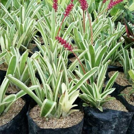 Jual Tanaman Bunga Bromelia Variegata Putih - Tanaman Hias Bromelia ...