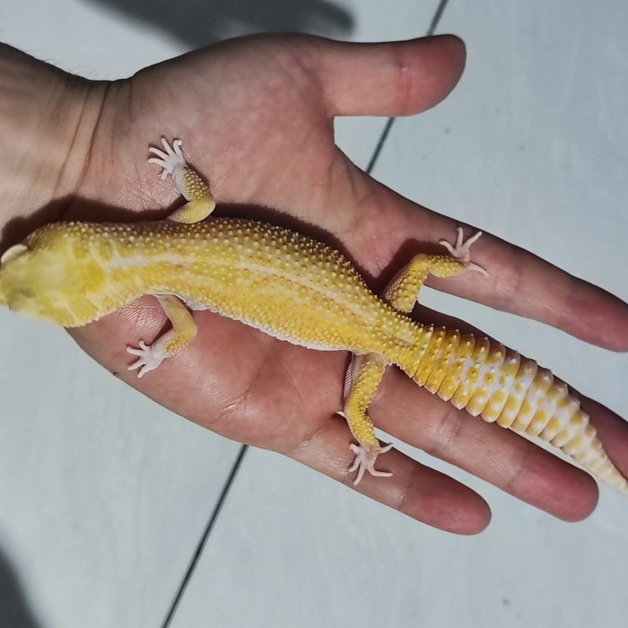 Jual Leopard Gecko WY RAPTOR snake eyes Juvenile - Female | Shopee ...