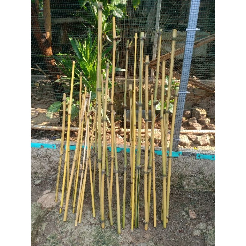 Jual Bambu kuning panjang 70 cm | Shopee Indonesia