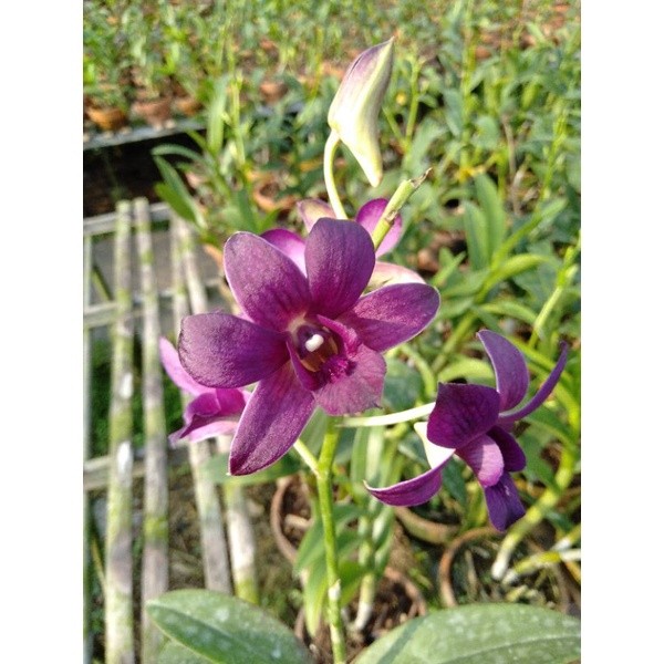 Jual angrek dendrobium unggu terong murah knop tanaman hias | Shopee ...