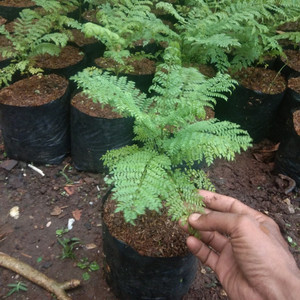 Jual Bibit Tanaman Bunga Jakaranda - Bibit Pohon Jacaranda | Shopee ...