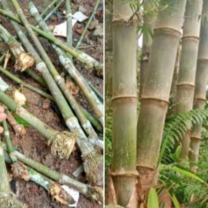 Jual bibit bambu petung setek batang bambu petung 100 cm | Shopee Indonesia