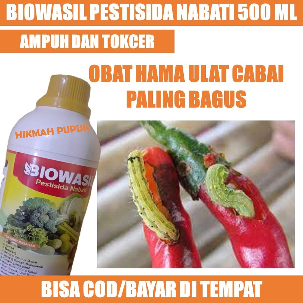 Jual BIOWASIL OBAT HAMA ULAT PADA TANAMAN CABE PUPUK PESTISIDA UNTUK SERANGAN ULAT CABAI, Cara ...