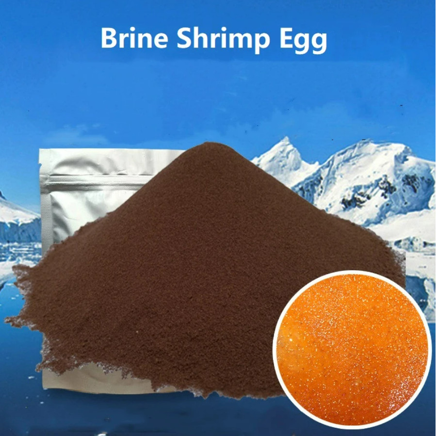 Jual Artemia cysts brine shrimp eggs small and baby fish food Tibet ...