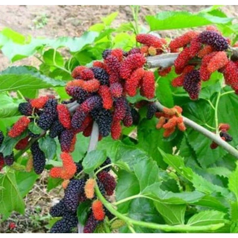 Jual Bibit stek murbei unggul murbai merah (Aqis Organik) | Shopee ...