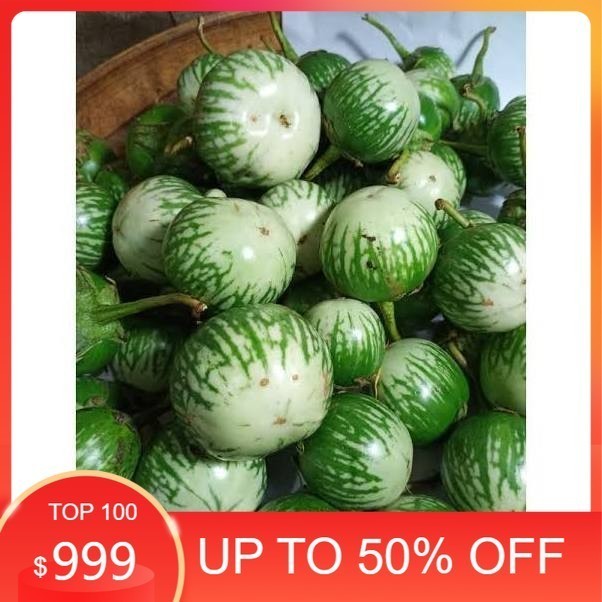 Jual LBJ Terong Ijo Lalapan Super Fresh Kualitas Super 500gr | Shopee ...