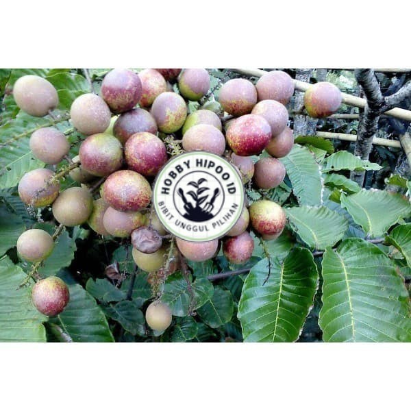 Jual Bibit buah matoa merah super Hobby Hipoo ID | Shopee Indonesia