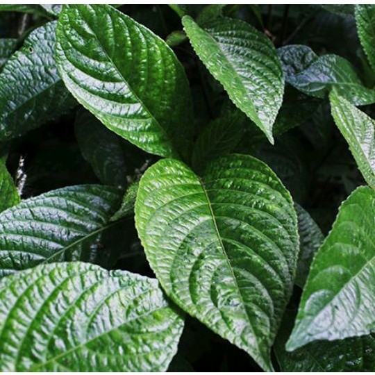 Jual daun keji beling/pecah beling/ki beling segar per 100 lembar ...