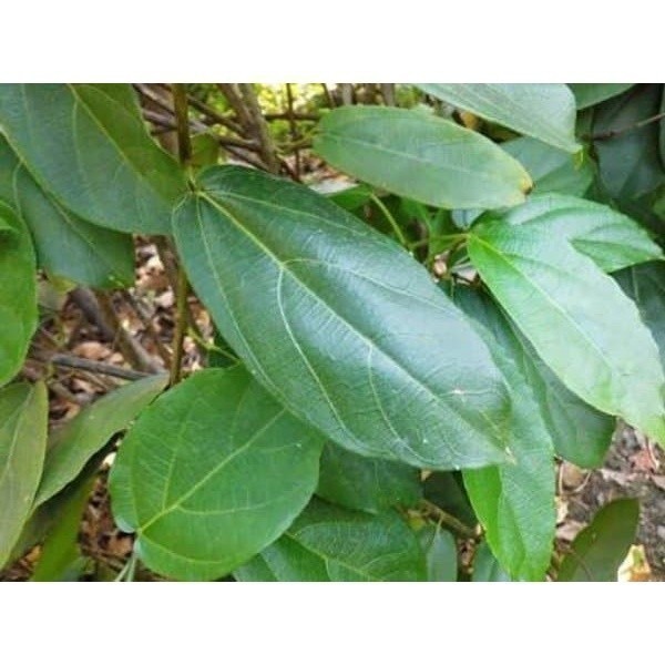 Jual Promo DAUN Cincau Segar 300 gram COD kualitas premium | Shopee ...
