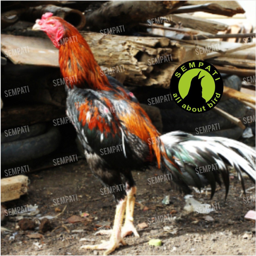 Jual SEMPATI Extra Stamina Ginseng Plus 180 Butir Jamu Pil Kapsul Ayam ...