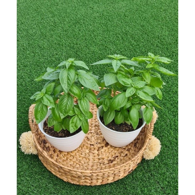 Jual Daun Herbal SWEET BASIL - Bibit Tanaman Herbal Rempah Sweet Basil ...