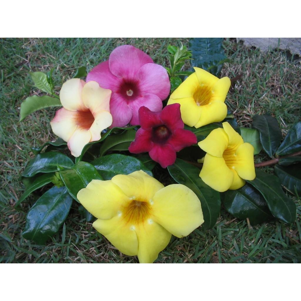Jual Tanaman Bunga Merambat Alamanda (allamanda cathartica L) Rimbun ...