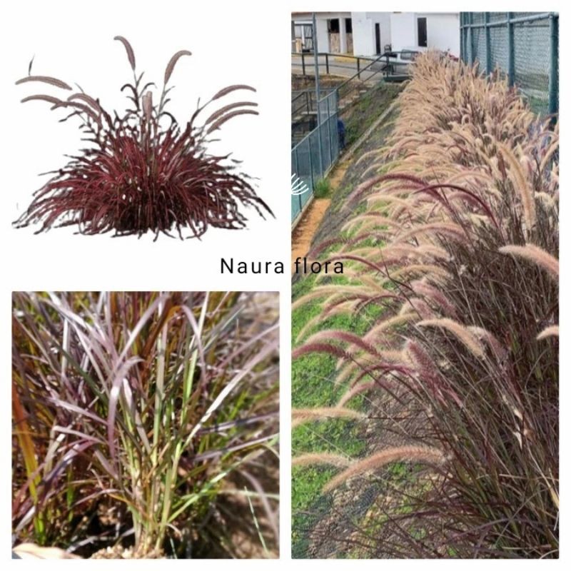 Jual Tanaman hias ekor kuda merah - rumput ekor kuda merah - Tanaman ...