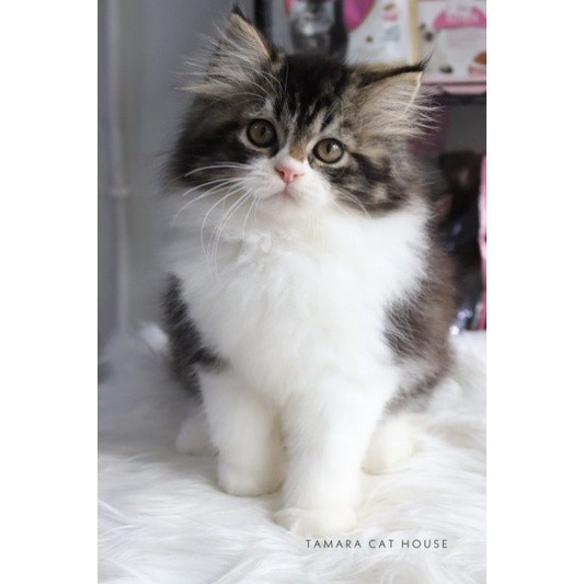Jual KUCING PERSIA HIMALAYA RAGDOLL NORWEGIAN BY TAMARA CAT HOUSE ...