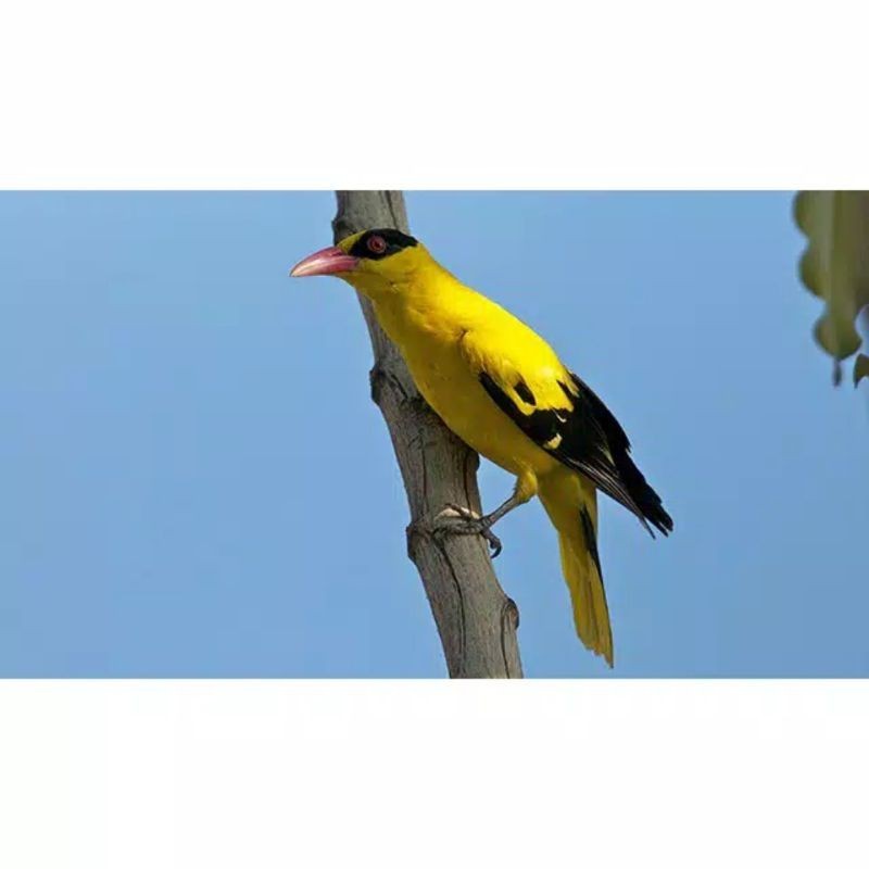 Jual burung kepodang emas body besar jantan rawatan | Shopee Indonesia