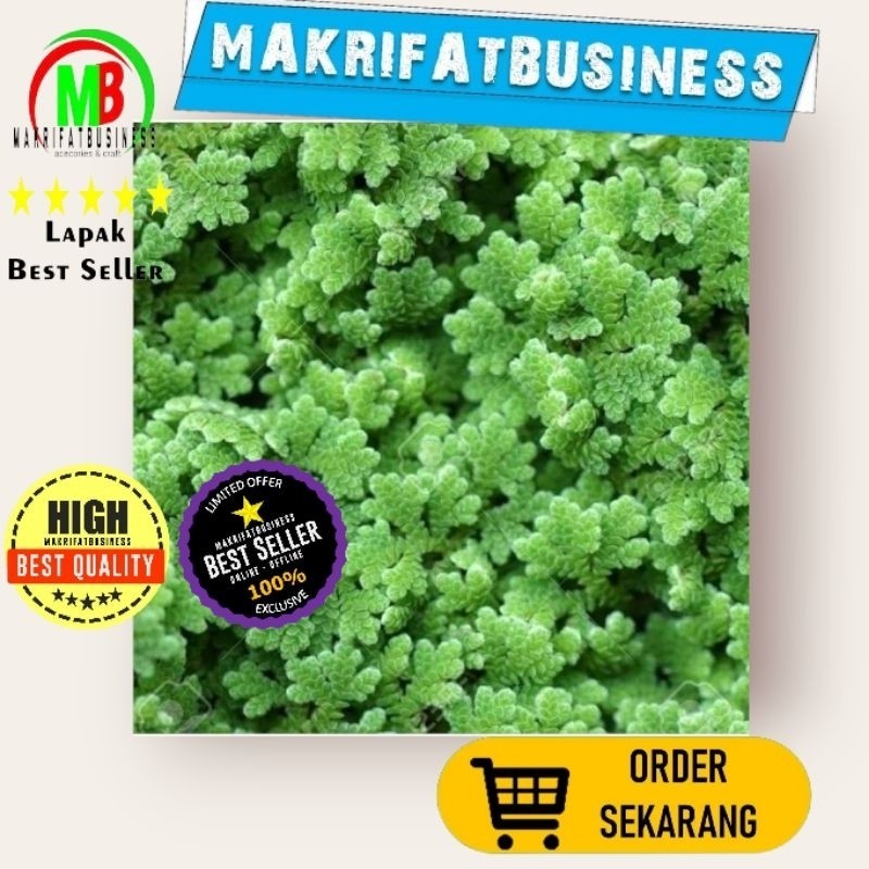 Jual IMRON PRIBADI Paket 10 Gram Tanaman Air Rumput AZOLLA Pakan Ternak ...