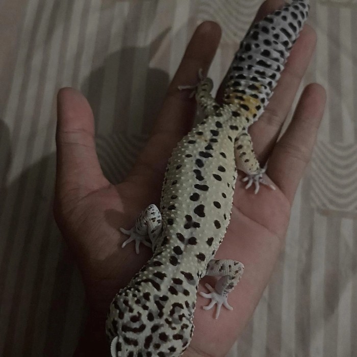 Jual leopard gecko Reverse Stripe Raptor | Shopee Indonesia