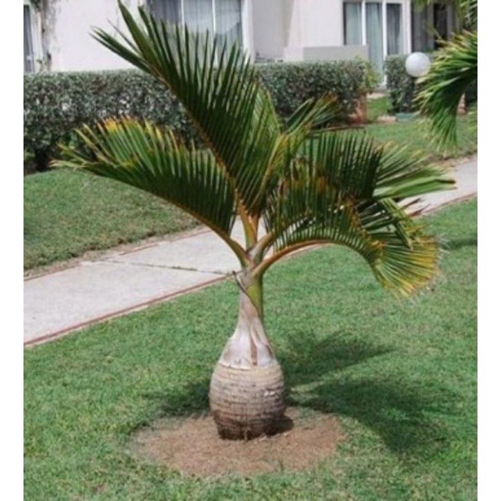 Jual Tanaman Taman Palem Botol - Bibit Tanaman Hias Pohon Palem Botol ...