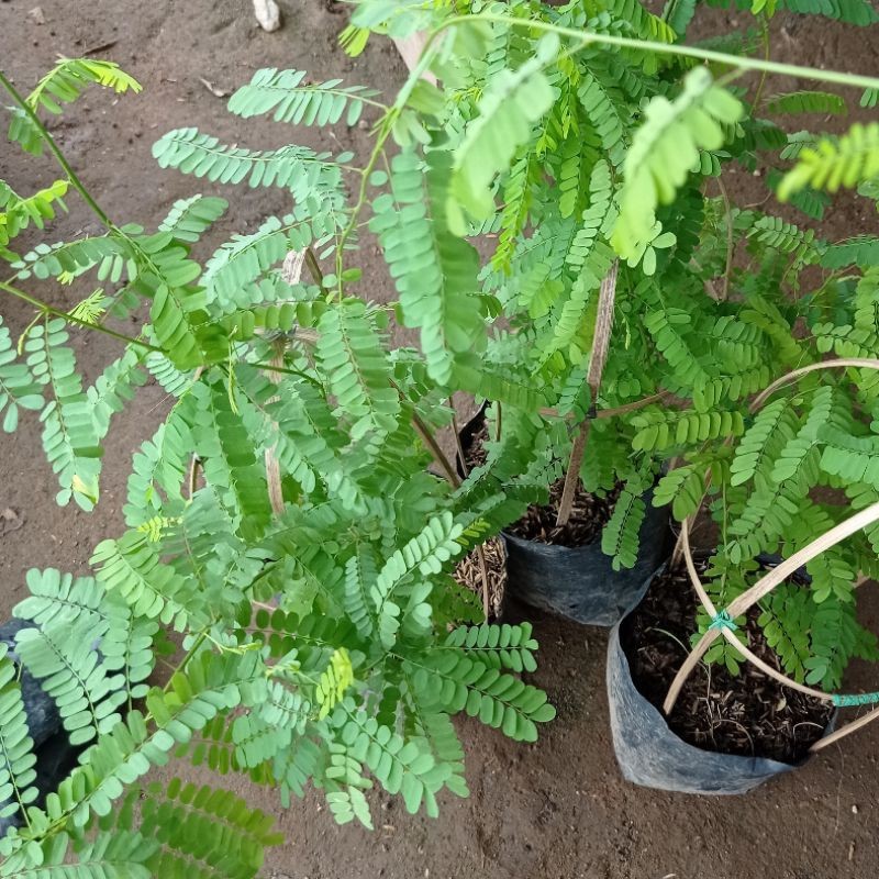 Jual Tanaman Herbal Saga Rambat, Pohon Saga, Daun Saga, Tanaman herbal ...