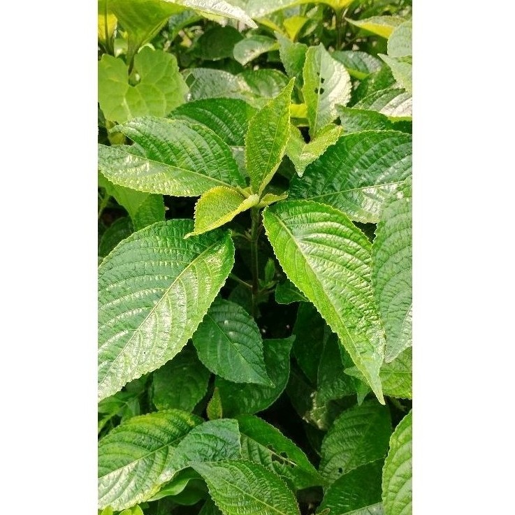 Jual | Daun keji beling | ki beling | pecah beling fresh 500 gram ...