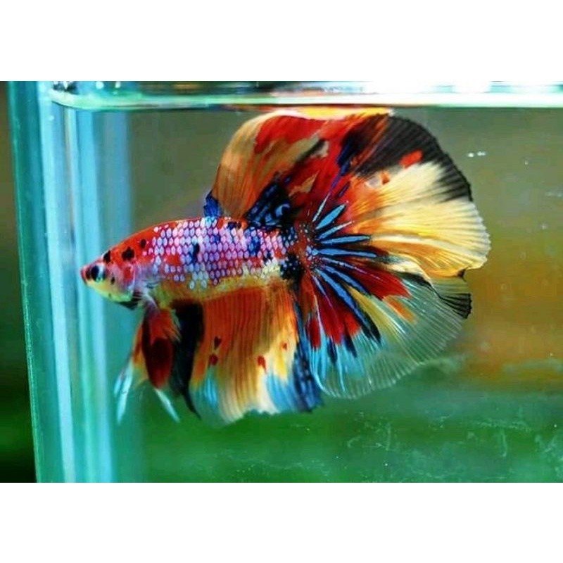 Jual Pajangan Dinding HALFMOON NEMO MULTYCOLOUR | Cupang HM SIZE M ...