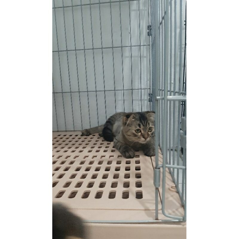 Jual Kucing Fold/persia/himalaya/bengal/munchkin/anggora | Shopee Indonesia