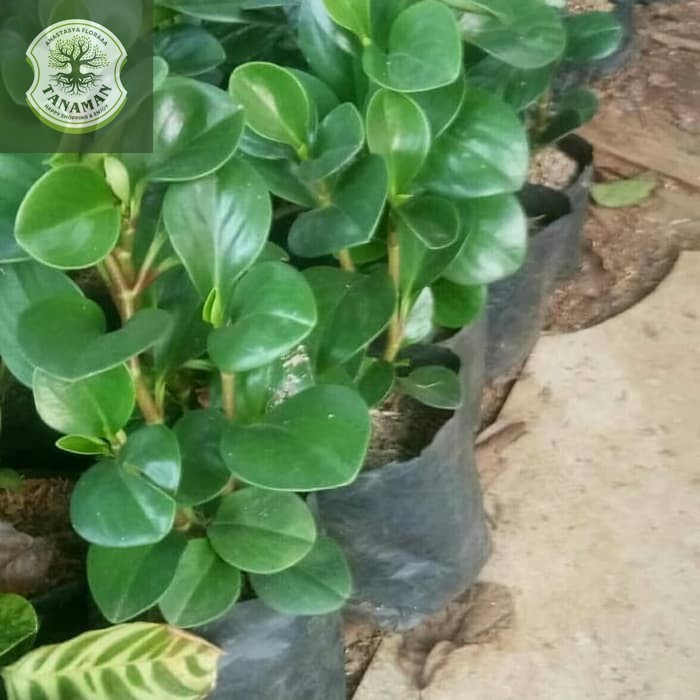 Jual PROMO Grosir!! Tanaman Jade Plant Tanaman Peperomia Hijau Jade ...