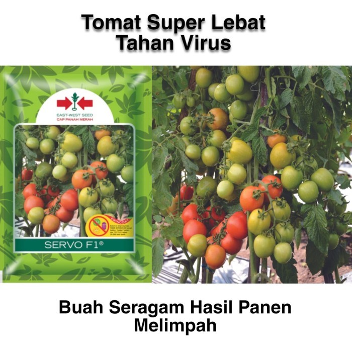 Jual Benih Tomat Super Lebat Servo F1 Isi 20 Butir Kemasan Repack Cap ...
