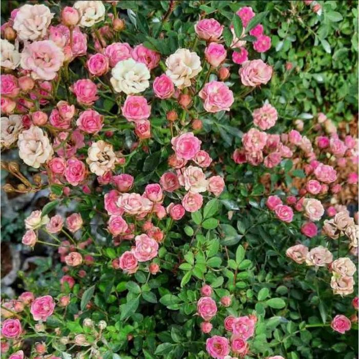 Jual Tanaman Bunga Barbie Rose / Baby Rose / Mawar Berbi (INDUKAN ...