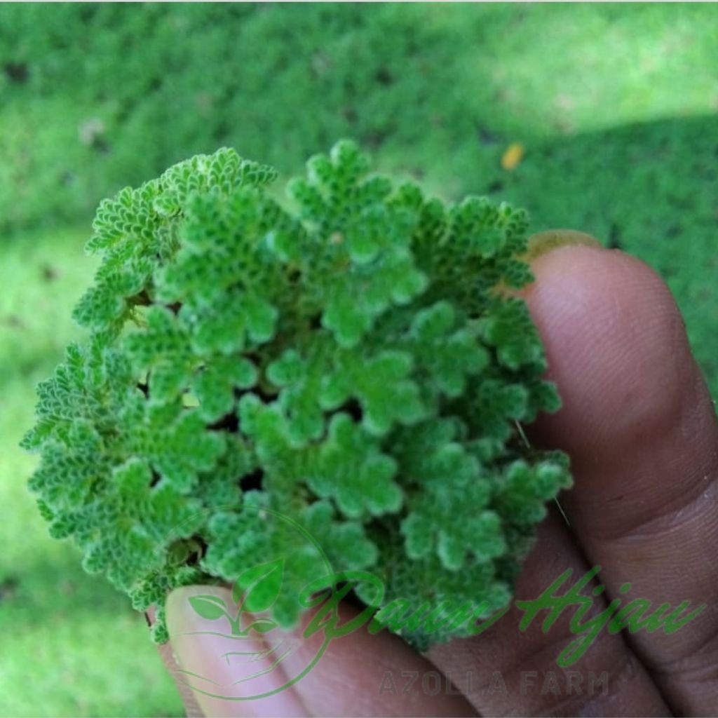 Jual AS24 - Bibit azolla super azola 1Kg pakan ikan, unggas dan Ternak ...