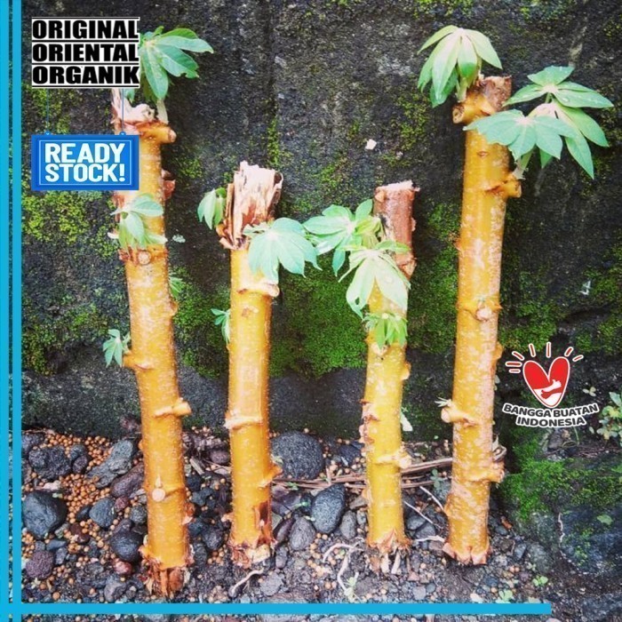 Jual Bibit Tanaman Singkong Papua 10 Batang Plus 5 Singkong Unggul Organik Siap Tanam | Shopee ...