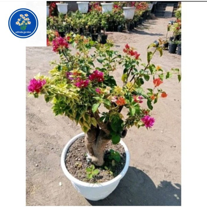 Jual BIBIT BOUGENVILLE BONSAI 1 POHON 5 WARNA//BUNGA KERTAS BUGENVIL ...