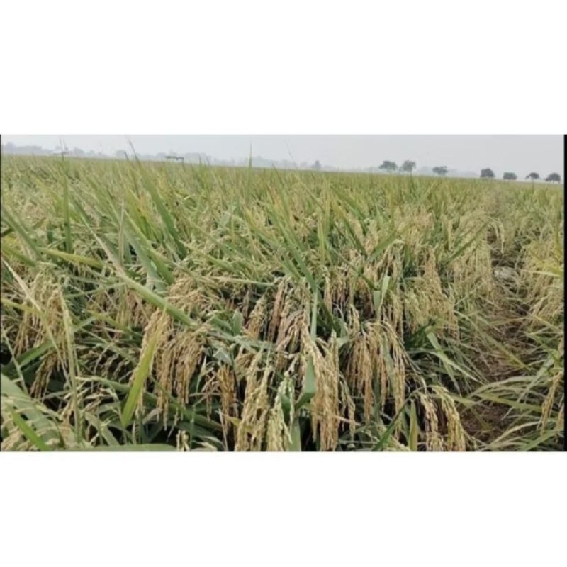 Jual BENIH BIBIT PADI DENOK TAIWAN UNGGUL BERKUALITAS KEMASAN 1KG (COD ...