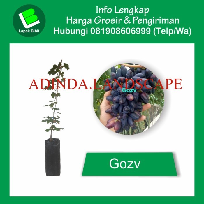 Jual A.L Bibit Anggur Gozv Tinggi 50 s/d 100 Centimeter | Shopee Indonesia