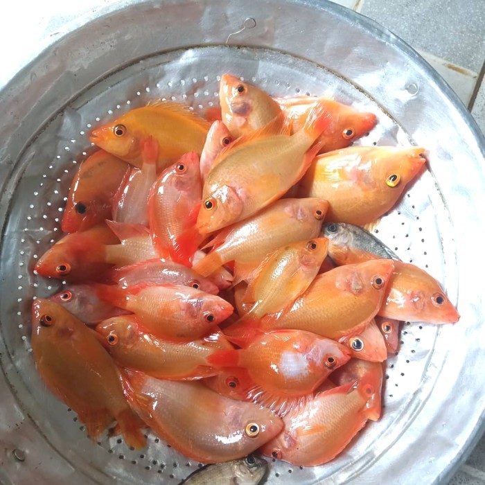 Jual Ikan Red Devil Merah 1 Liter - Gratis Pelet | Shopee Indonesia