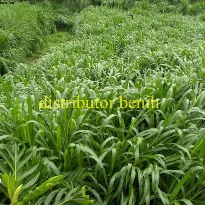 Jual Benih rumput pakan ternak 1kg/bede/signal grass/brachiaria ...