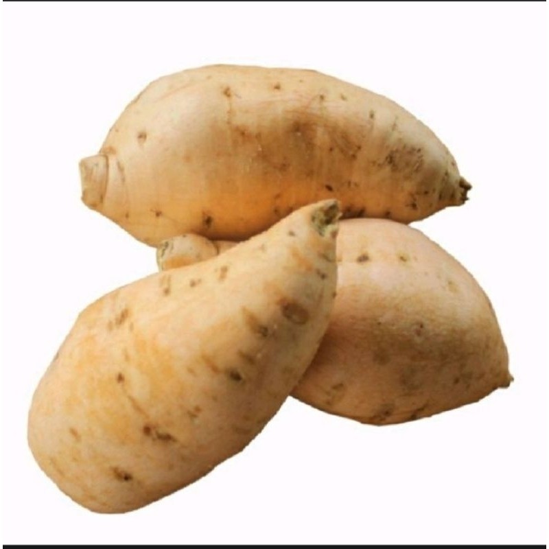 Jual Ubi jalar, ubi rambat, ubi manis, ubi jawa, 1 kg | Shopee Indonesia