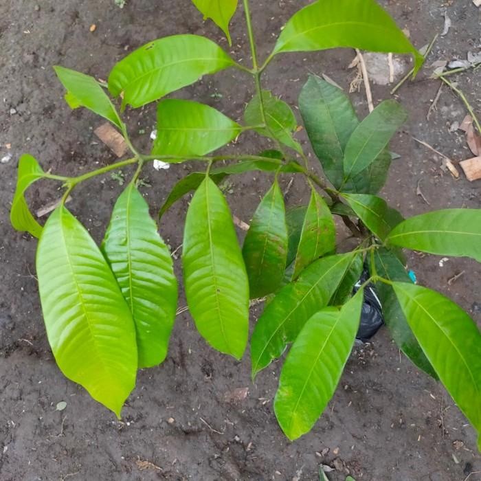 Jual Bibit Tanaman Buah Gandaria Jatake Pohon Buah Gandaria MMMM ...