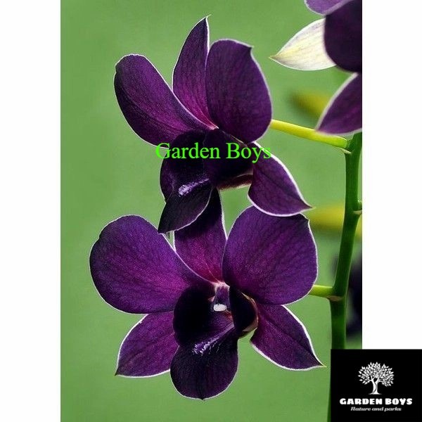 Jual anggrek dendrobium purple ilce | Shopee Indonesia