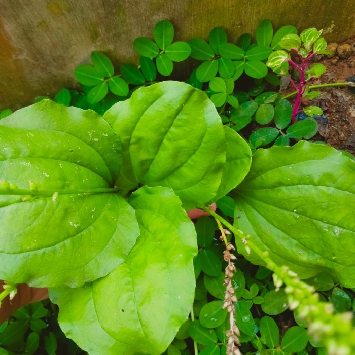 Jual Daun sendok /Kiurat /obat herbal alami.(perpcs) | Shopee Indonesia