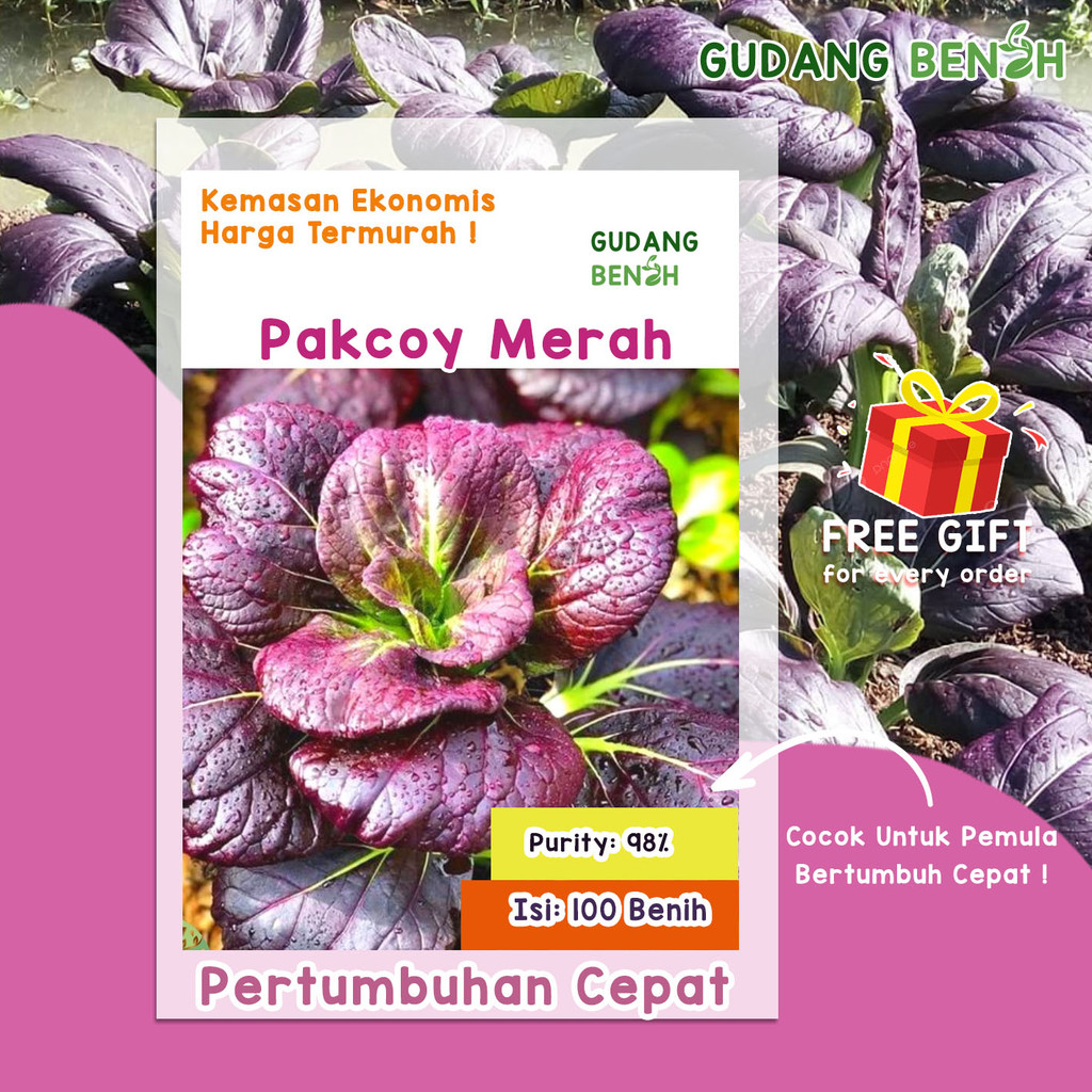 Jual [TERBARU] Benih Small Pack Tanaman Sayur Pakcoy Merah Berkualitas ...