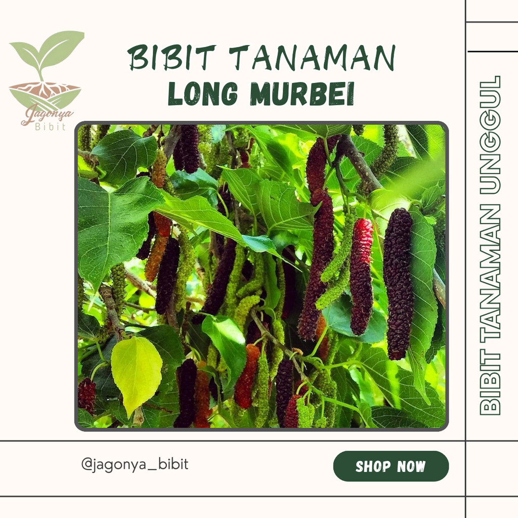 Jual Bibit Long Murbei tanaman buah unik | Shopee Indonesia