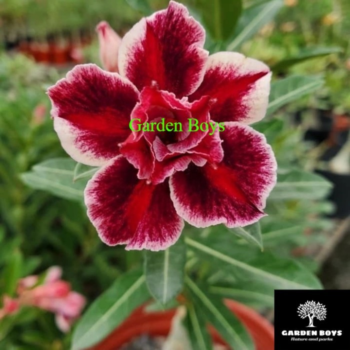 Jual adenium bunga tumpuk "blood red" | Shopee Indonesia