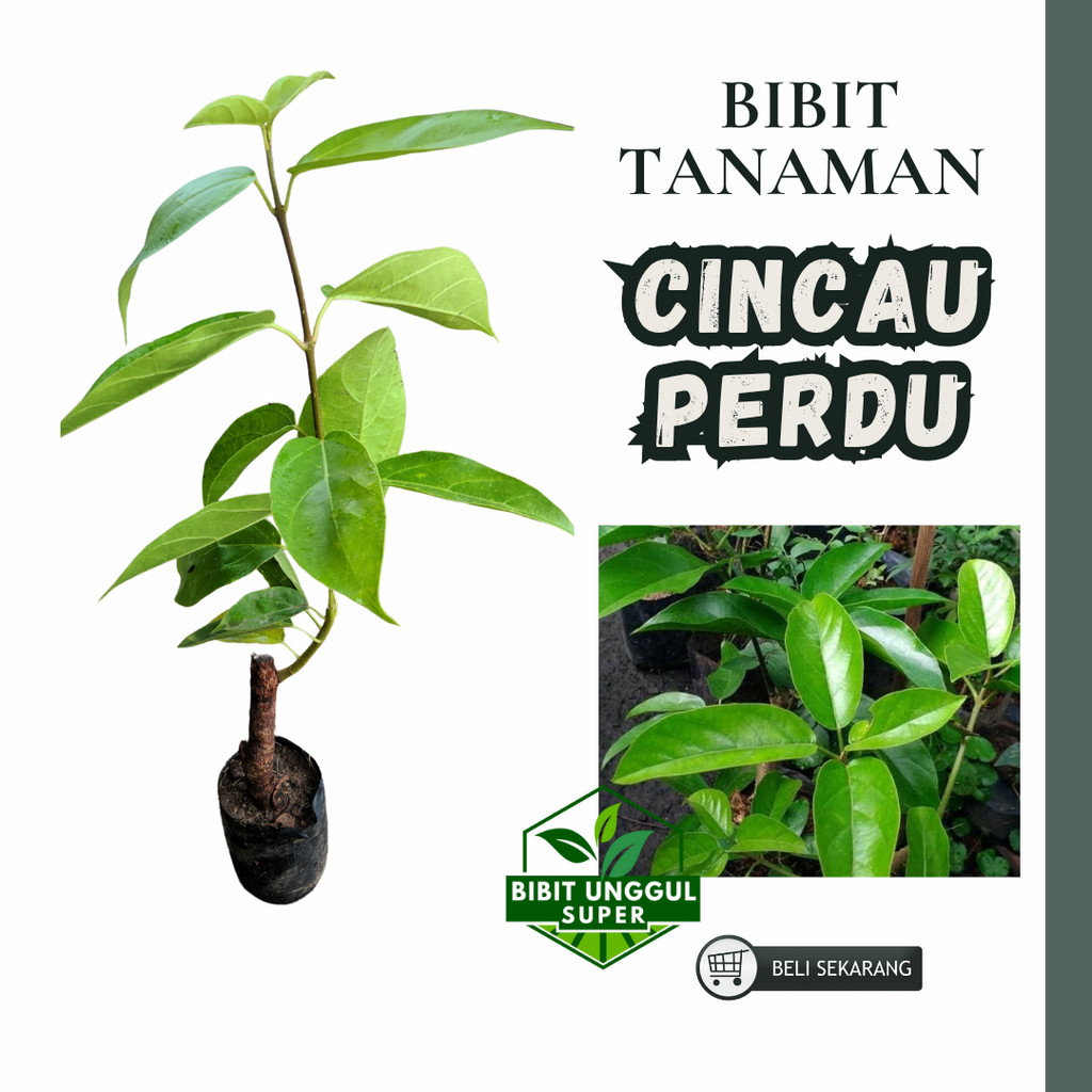 Jual Bibit Tanaman Daun Cincau Hijau Cincau Perdu Cincau Pohon | Shopee ...
