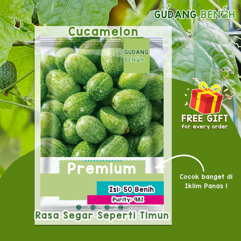 Jual [TERBARU] Benih Tanaman Buah Timun Cucamelon LANGKA Berkualitas ...