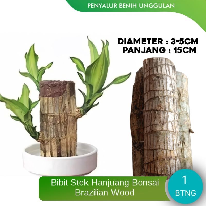 Jual Stek Batang Tanaman Hanjuang Bahan Bonsai - Hanjuang Hijau Stek ...