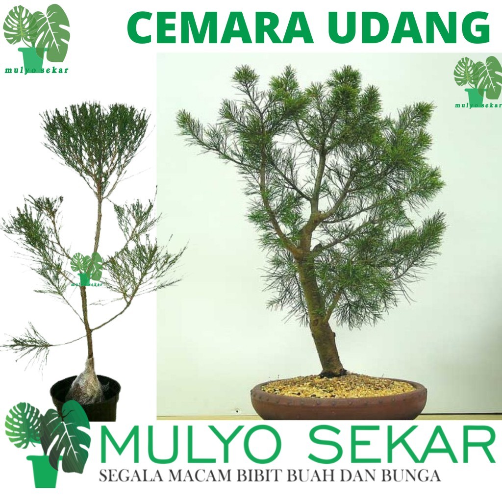 Jual Tanaman Bunga Cemara Udang(Casuarina Equisetifolia) - Bibit pohon ...
