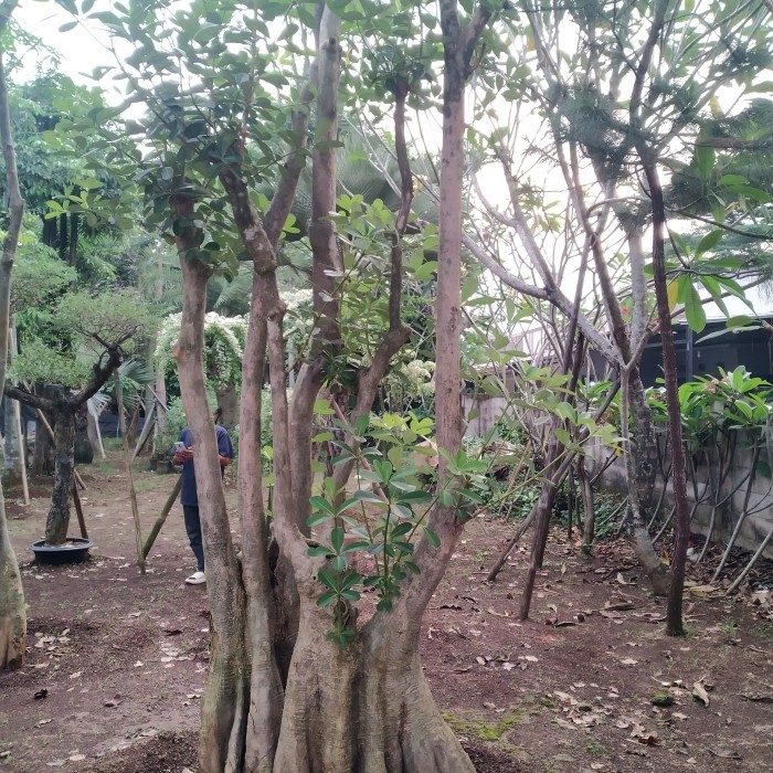 Jual pohon pule air 3 4 meter | pohon pelindung | Shopee Indonesia