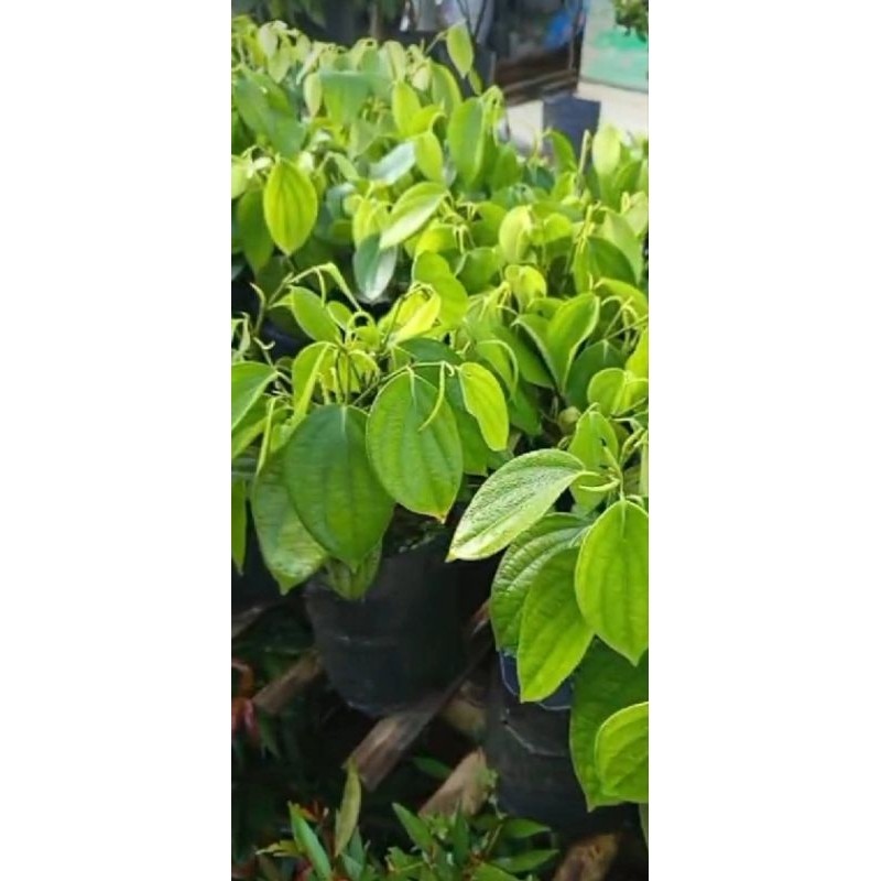 Jual bibit tanaman lada perdu organik siap tanam polibek | Shopee Indonesia