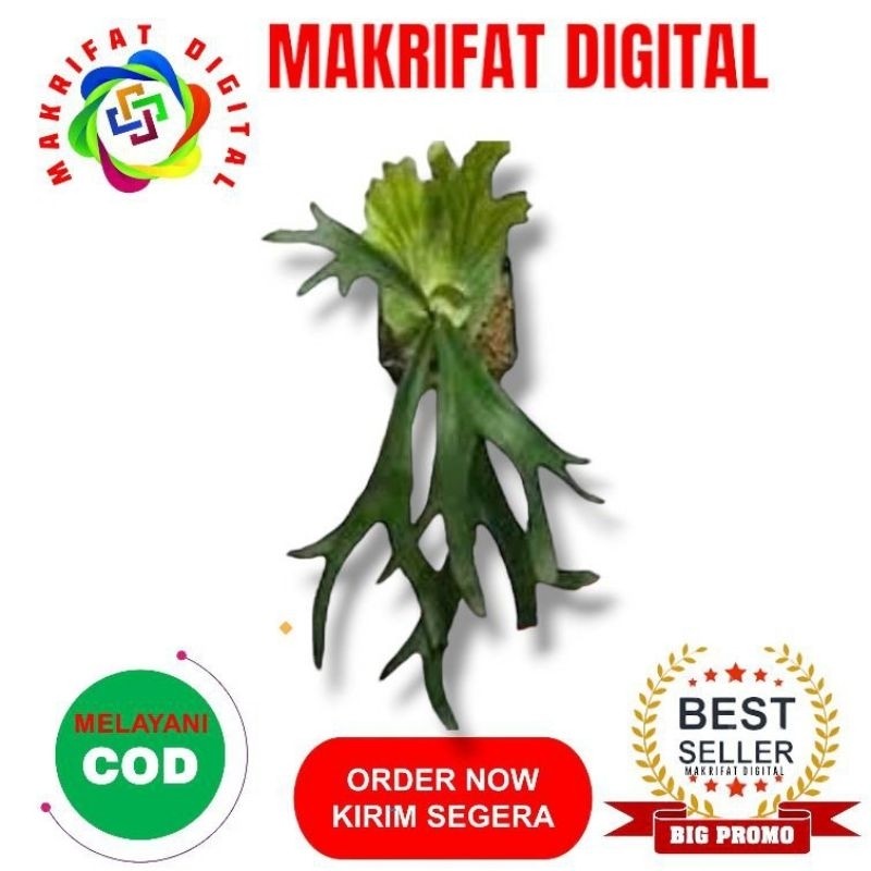 Jual IMRON PRIBADI Tanaman Hias Platycerium Willinckii SIMBAR TANDUK ...